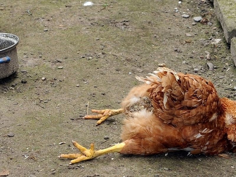 Unbekannte töten mehrere Hühner in Voerder Hühnerhaus